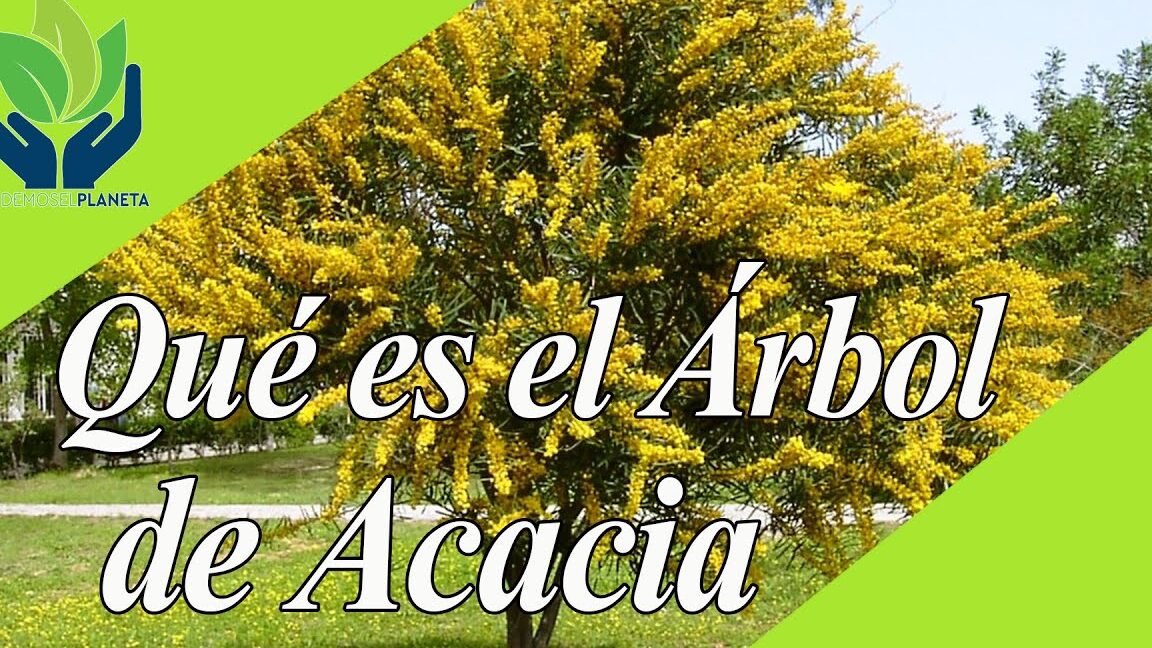Descubriendo los diferentes tipos de Acacia: De la A a la Z ...
