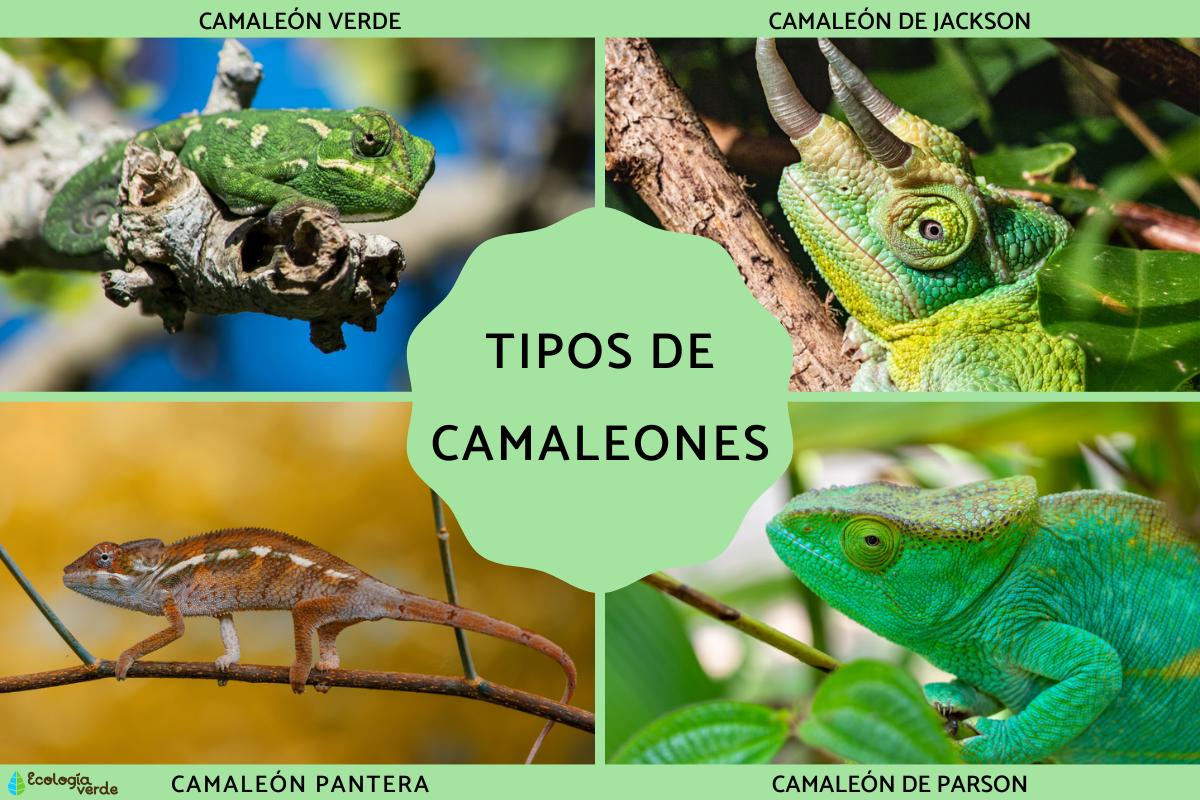 Descubre la diversidad de los tipos de camaleones: colores ...