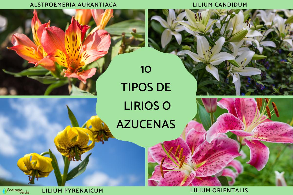 Descubre los distintos tipos de lirios: colores, formas y ...