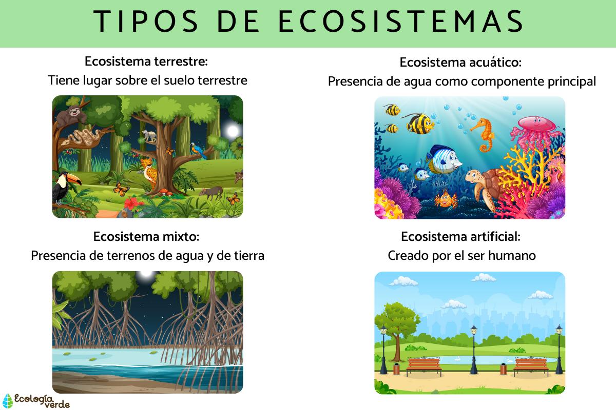 Los diferentes tipos de ecosistemas: Una guía completa para entender la ...