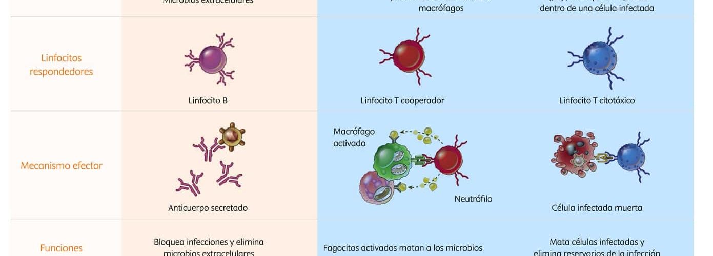Conoce los diferentes tipos de inmunidad y su importancia para tu salud ...