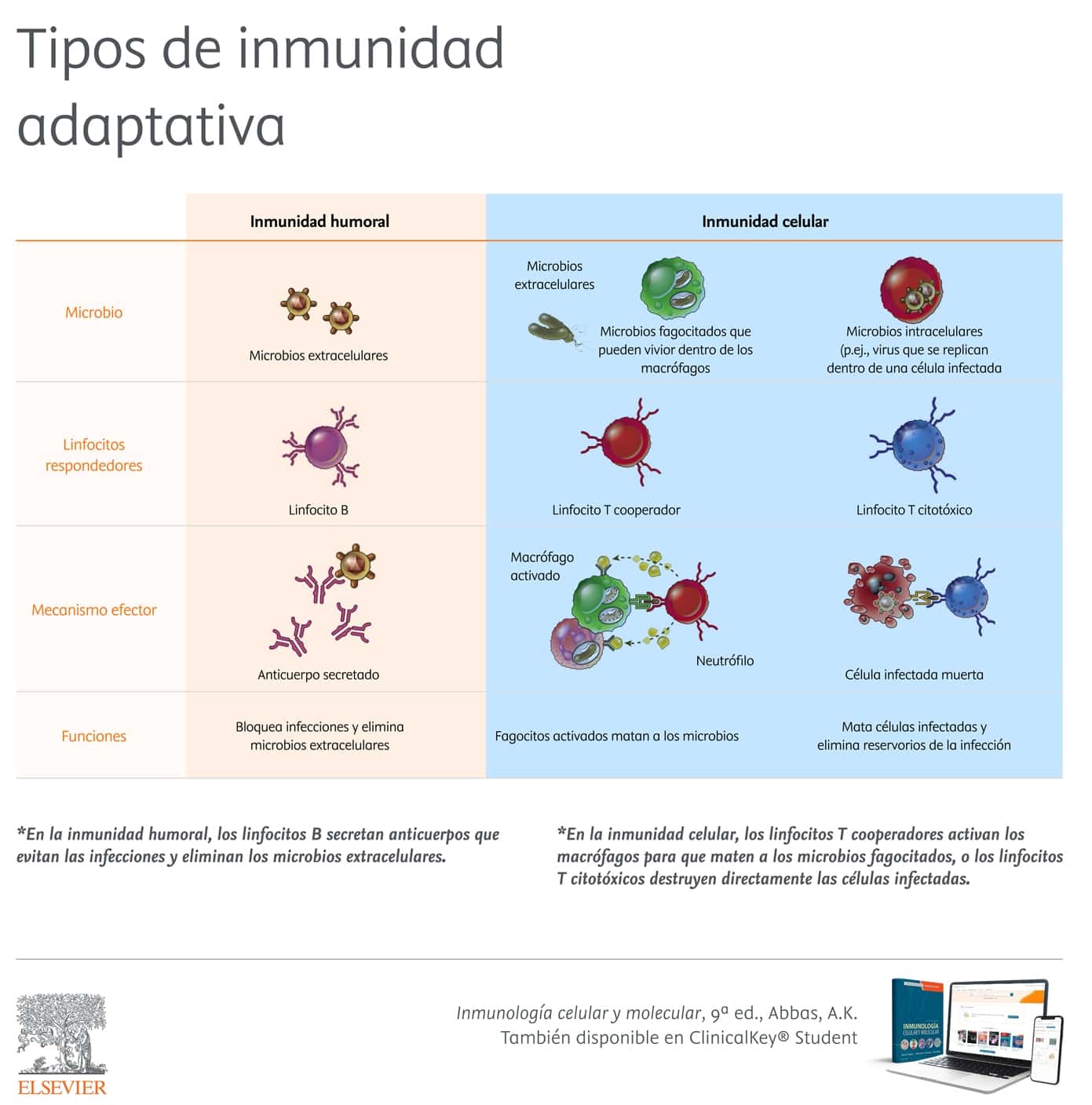 Conoce los diferentes tipos de inmunidad y su importancia para tu salud ...