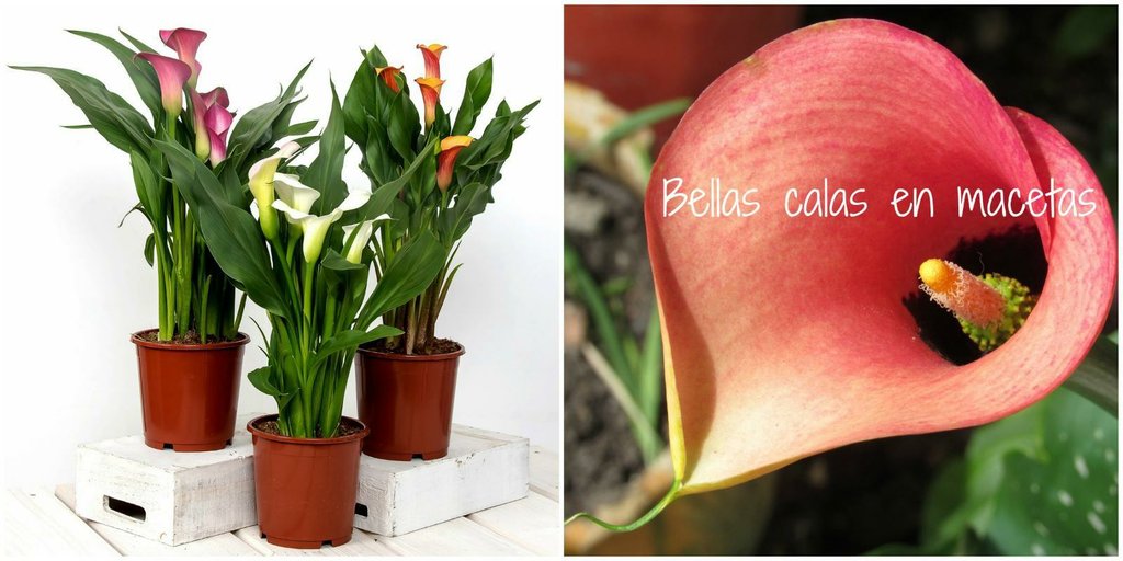 Descubre los diferentes tipos de calas, plantas exuberantes y elegantes ...