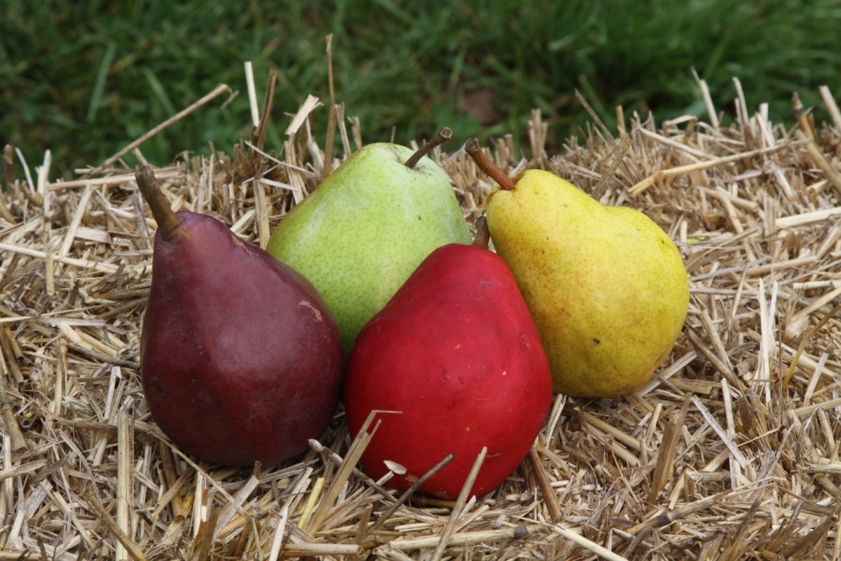 Descubre los diversos tipos de peras y disfruta de sus sabores únicos ...